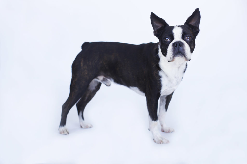 Logan – AAA Animals