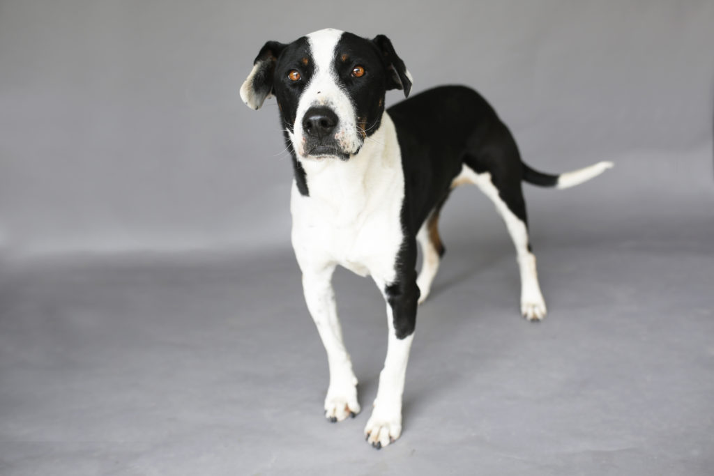 Dogs – AAA Animals