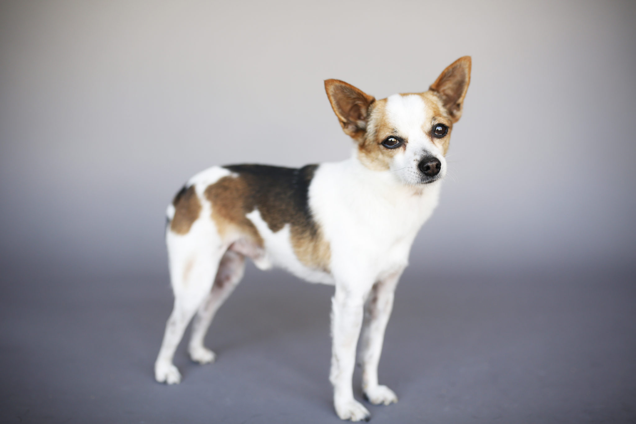 Dogs – AAA Animals