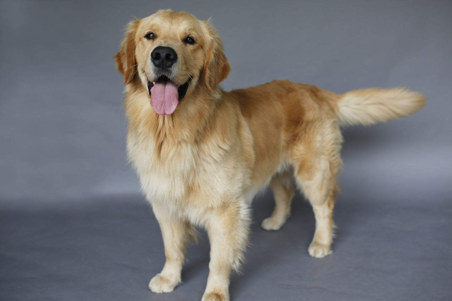 Martha – AAA Animals