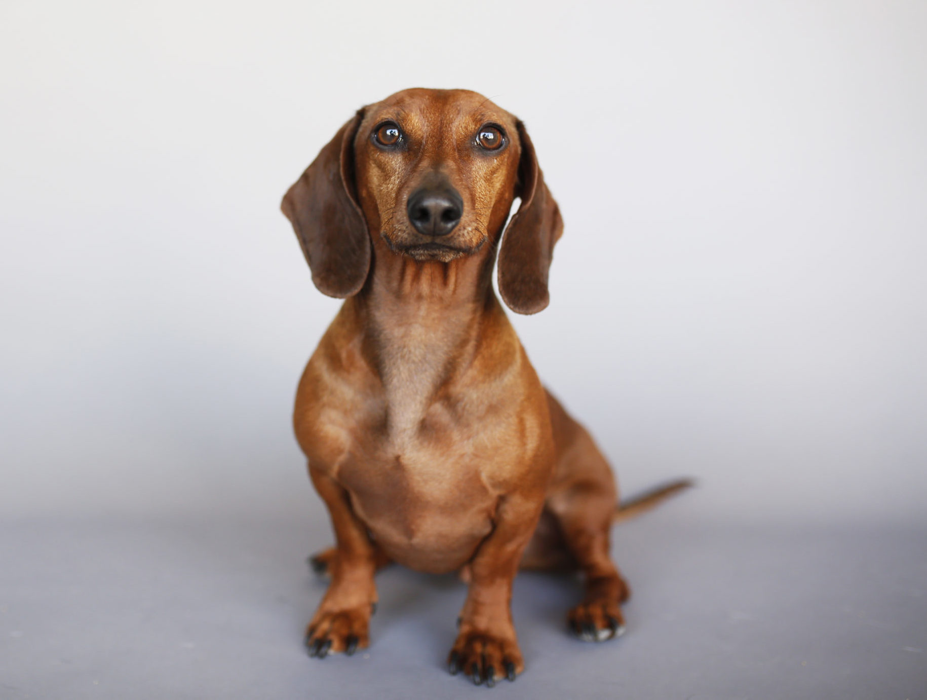 Dogs – AAA Animals