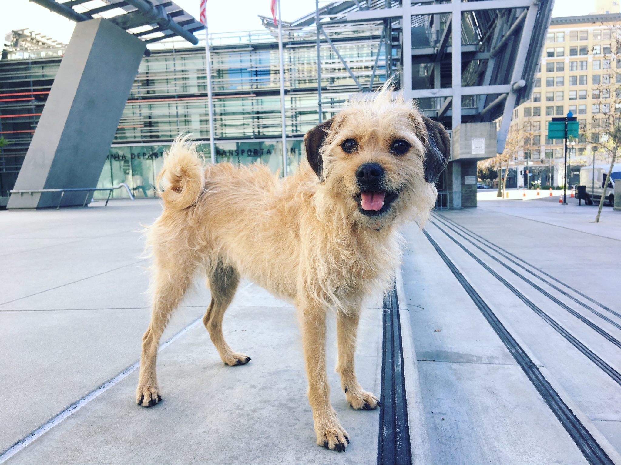 Dogs – AAA Animals