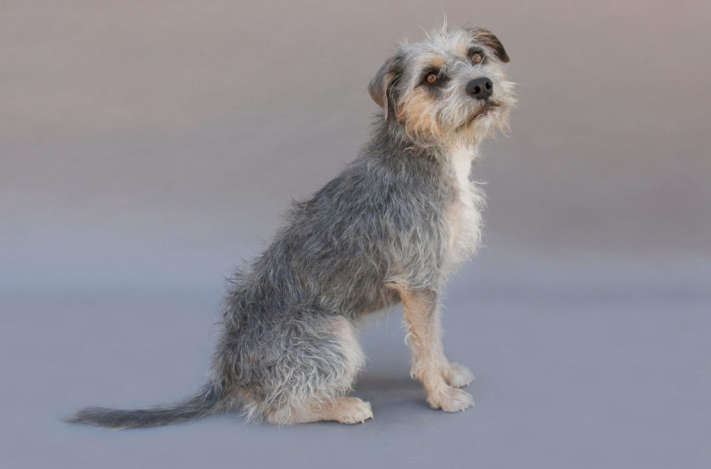 Logan – AAA Animals