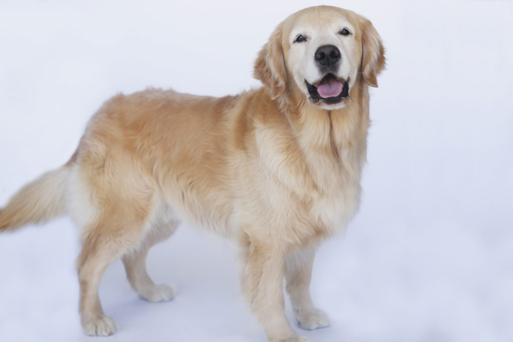 Dogs – AAA Animals