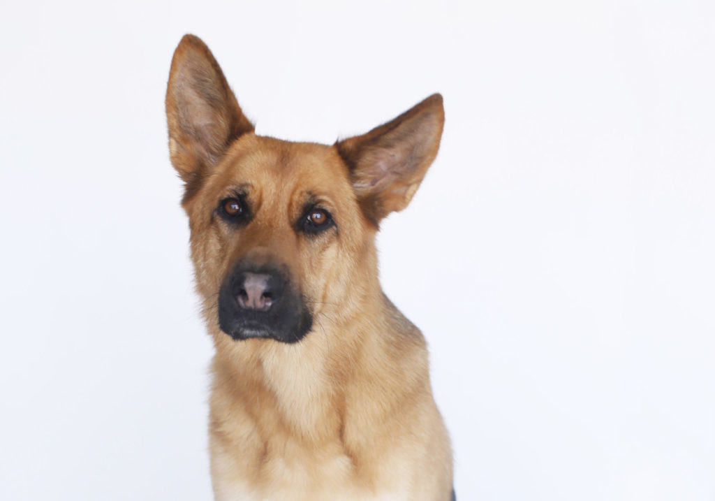 Martha – AAA Animals