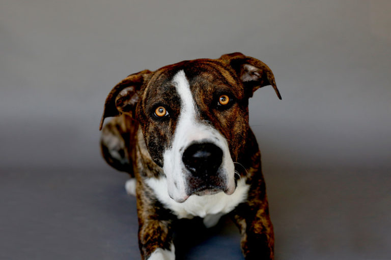 Sawyer – AAA Animals