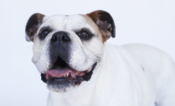 Dogs – AAA Animals