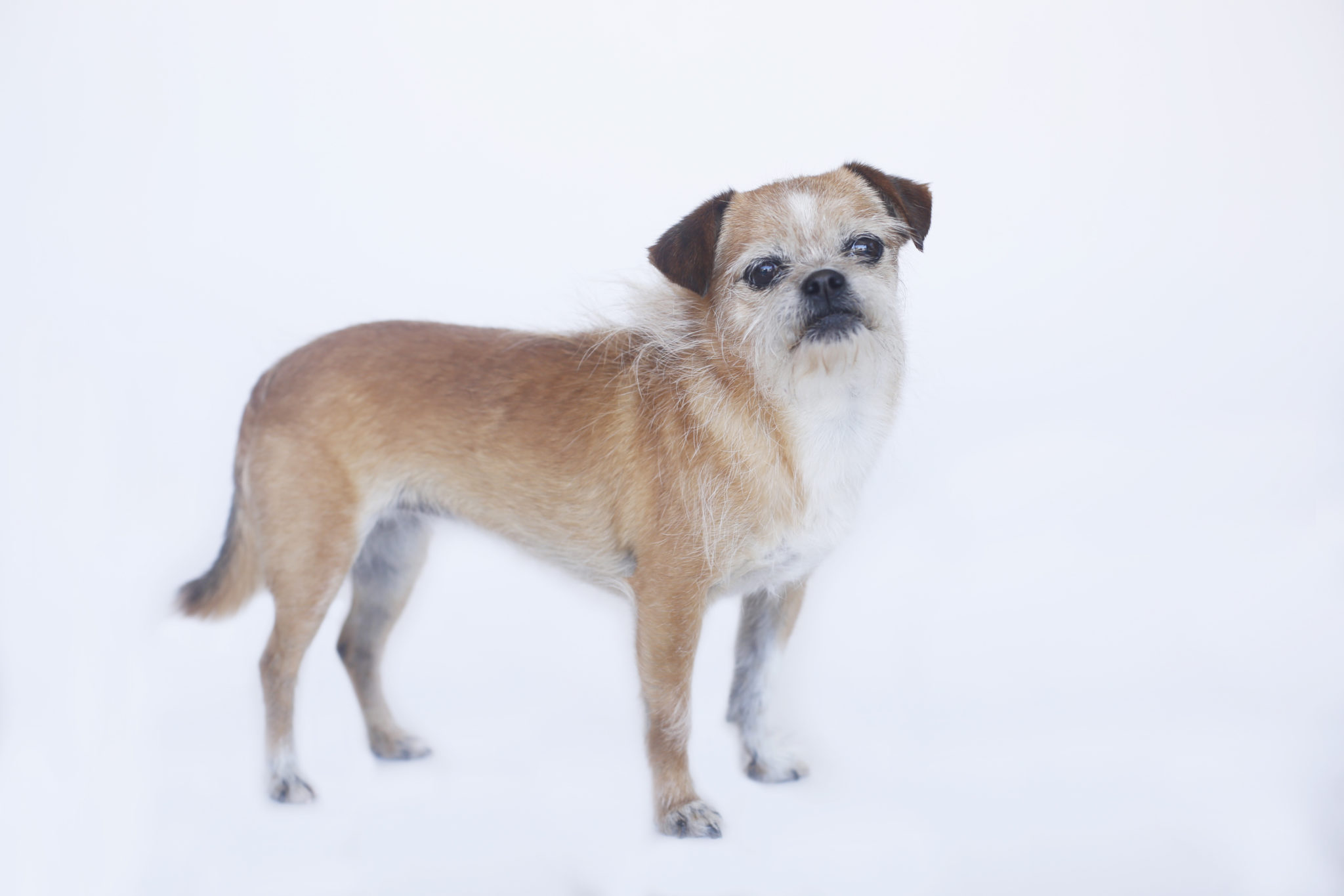 Dogs – AAA Animals