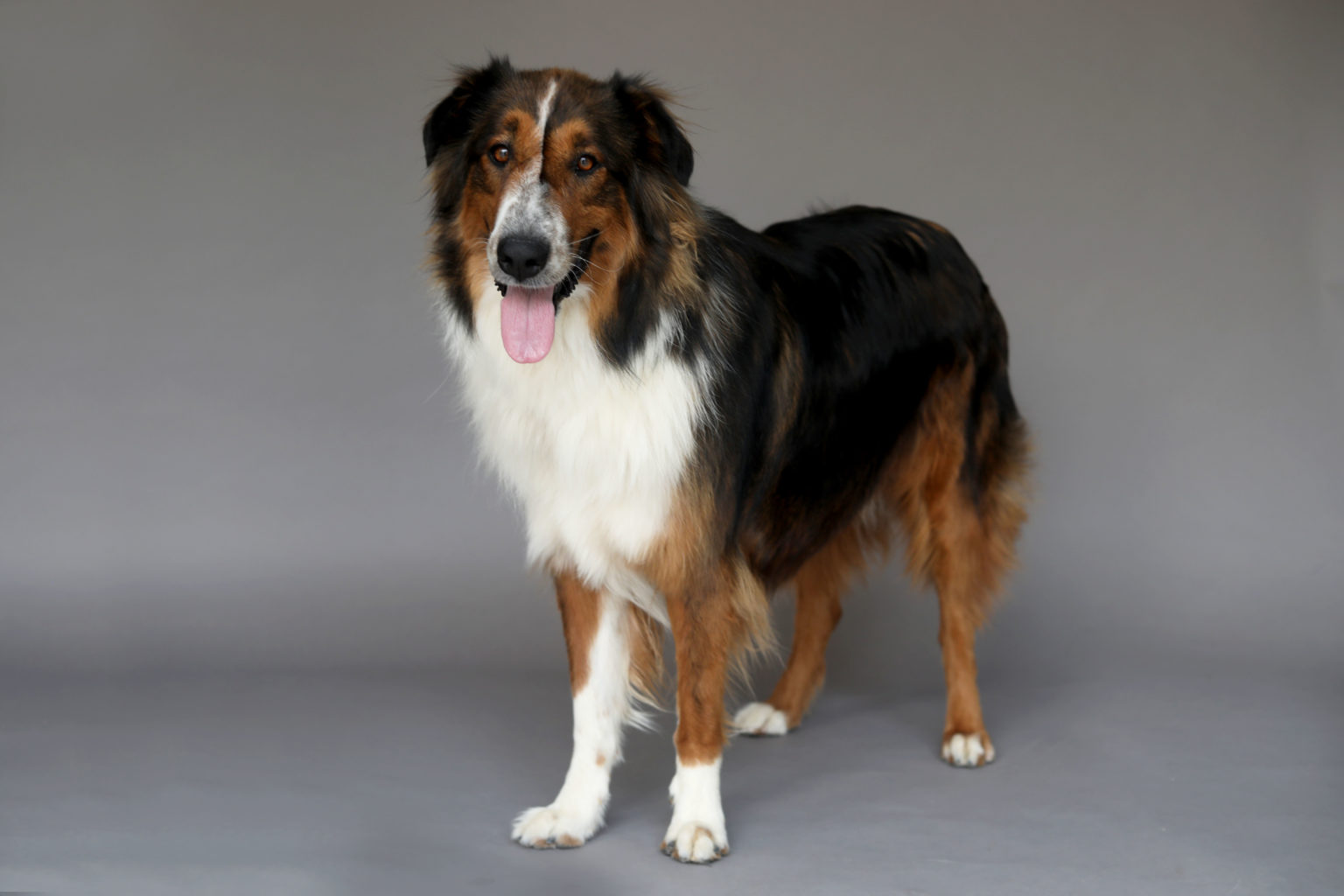 Dogs – AAA Animals