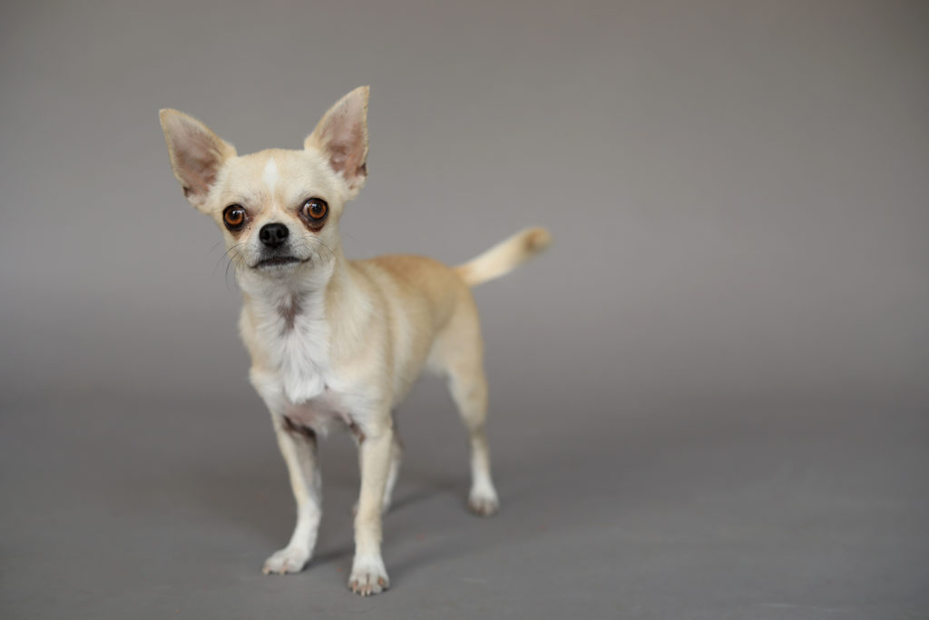 Dogs – AAA Animals