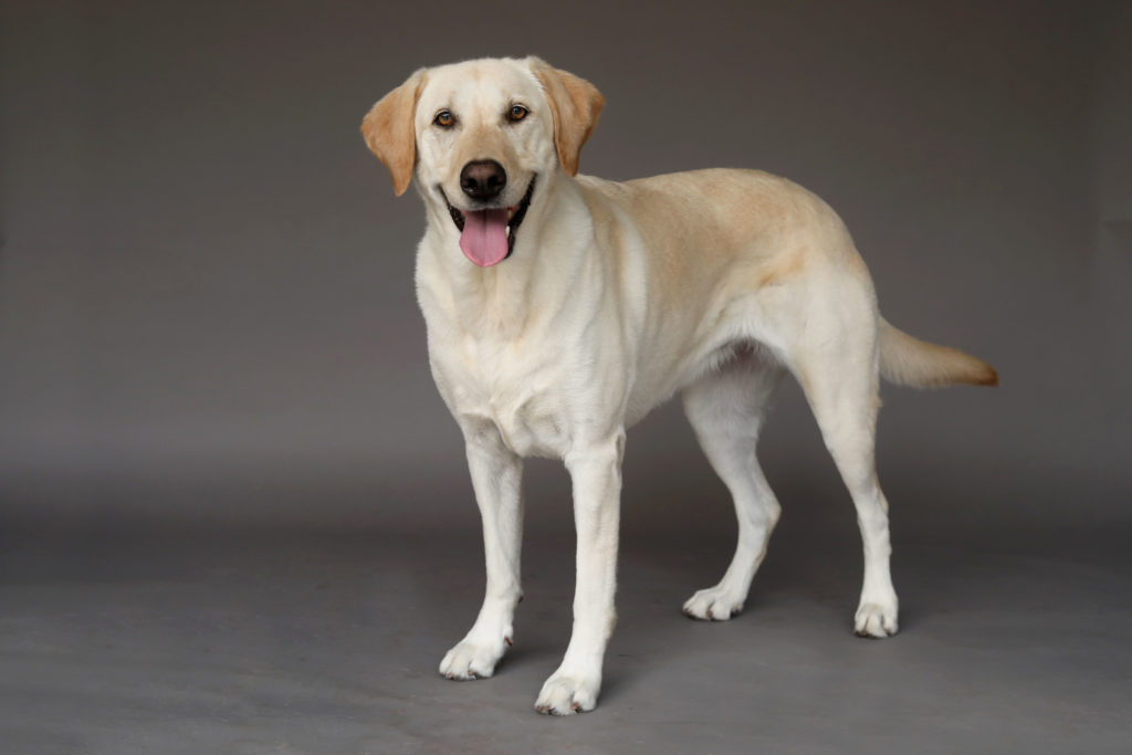 Logan – AAA Animals