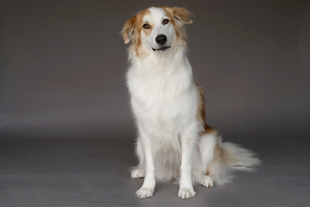 Booker – AAA Animals