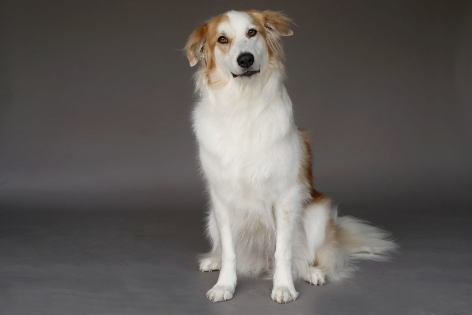 Shiloh – AAA Animals