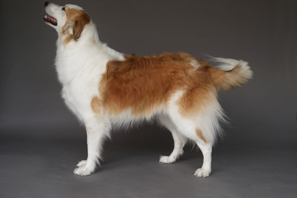 Shiloh – AAA Animals