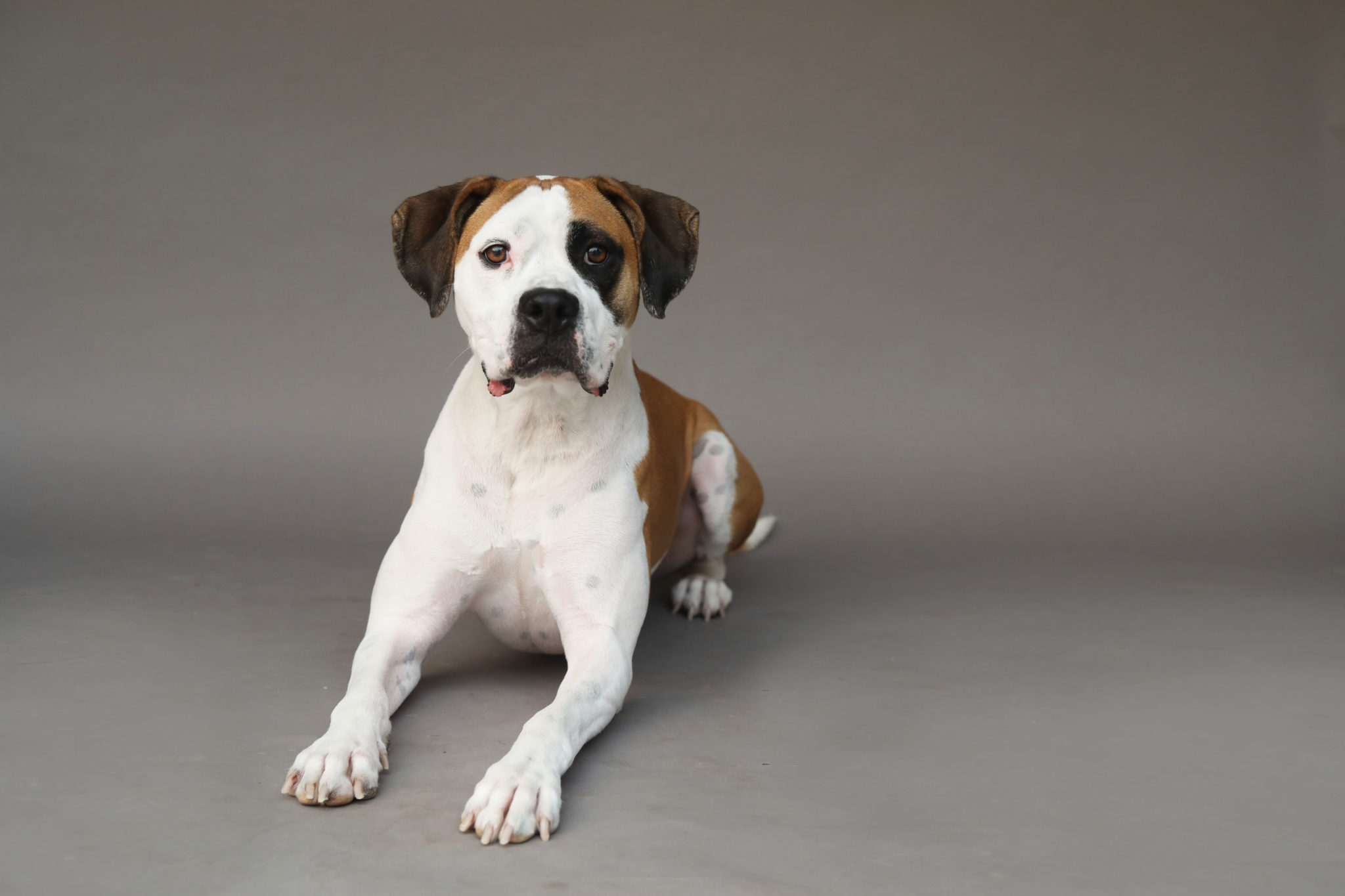 Logan – AAA Animals