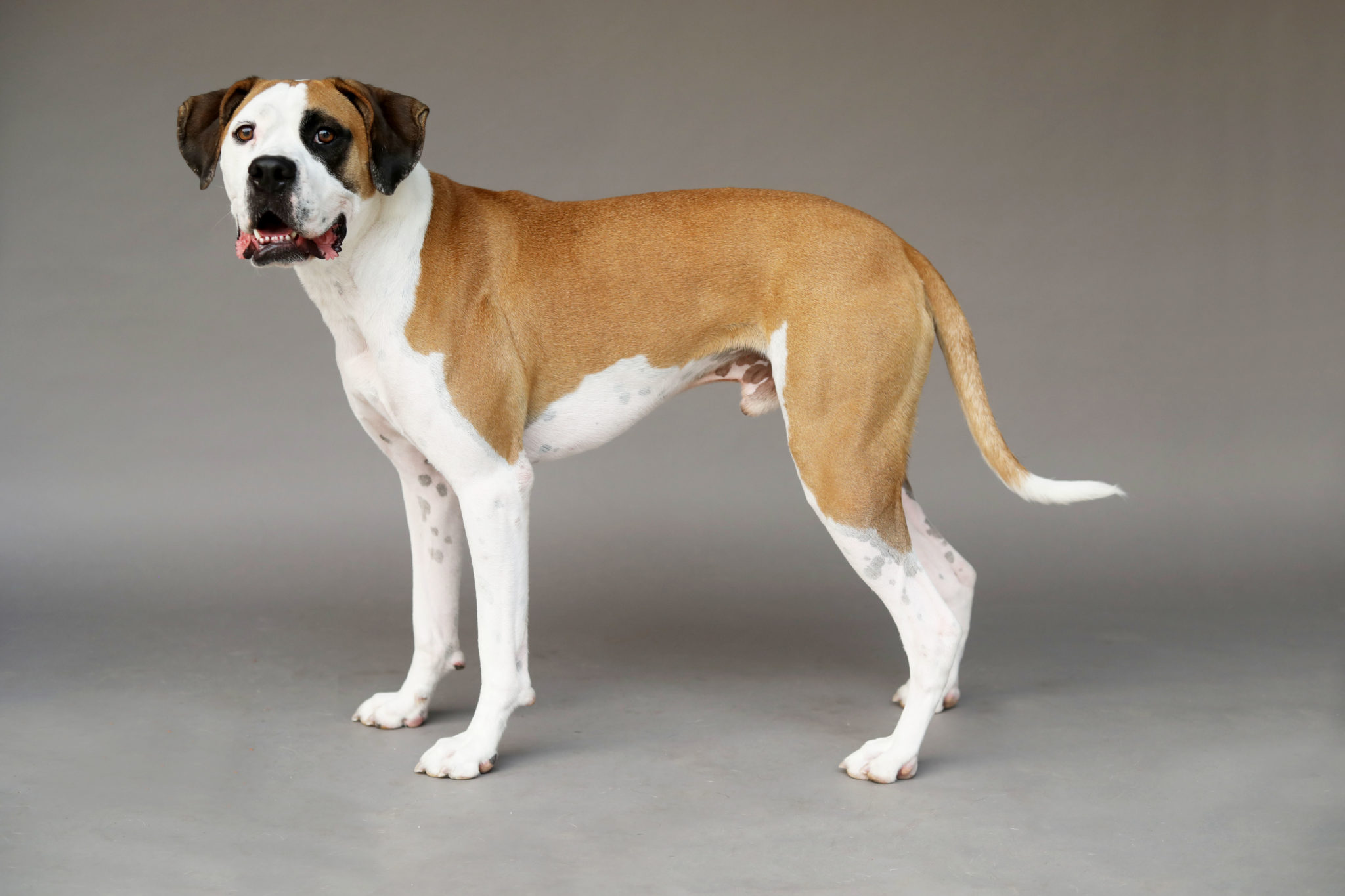 Logan – AAA Animals