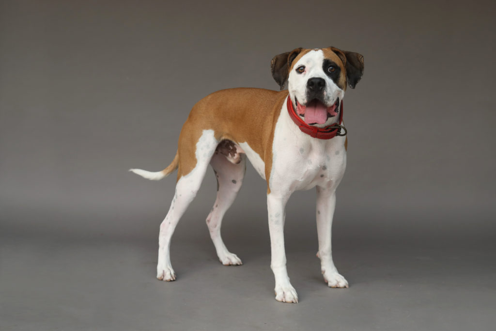 Martha – AAA Animals