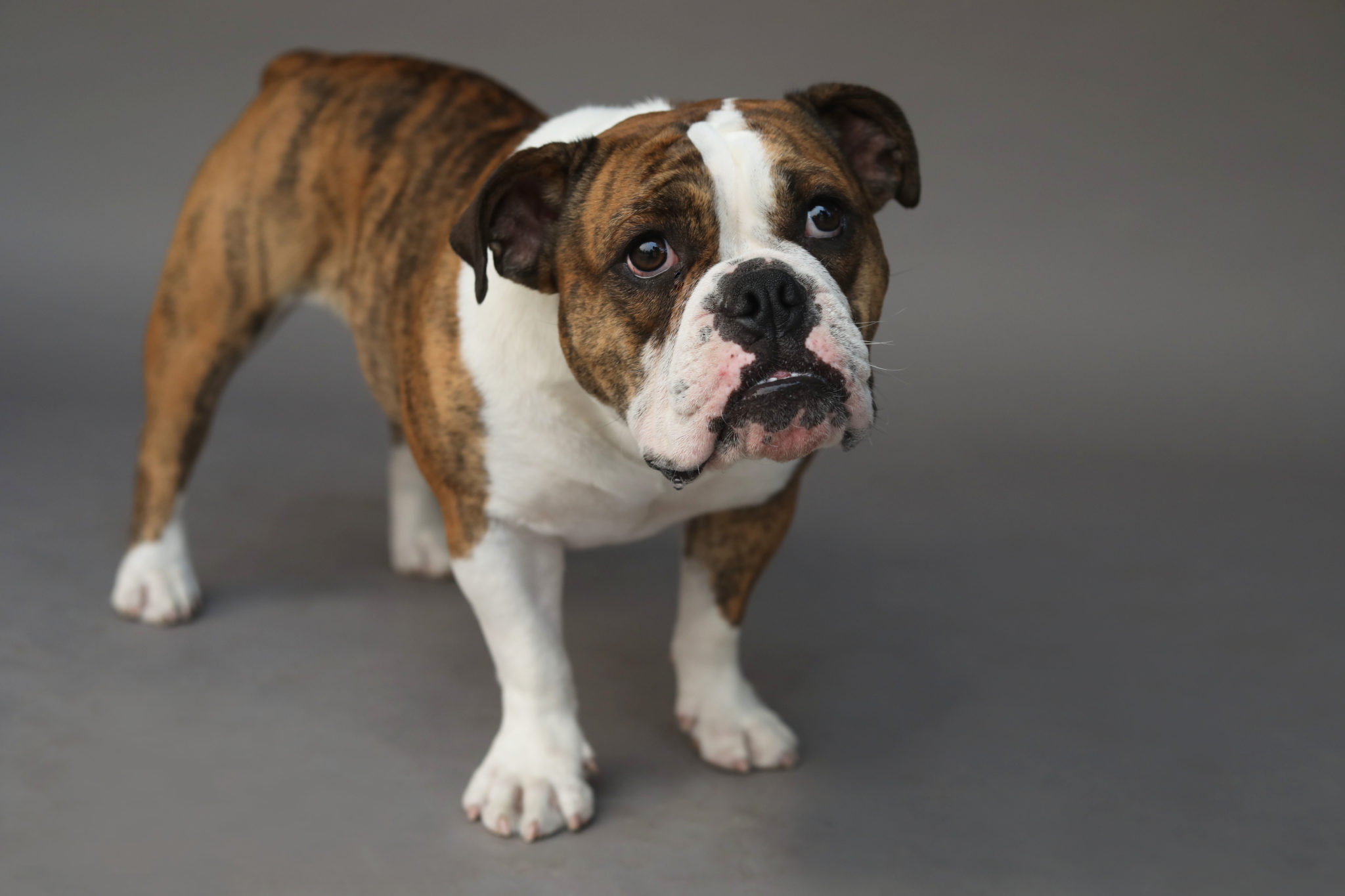 Dogs – AAA Animals