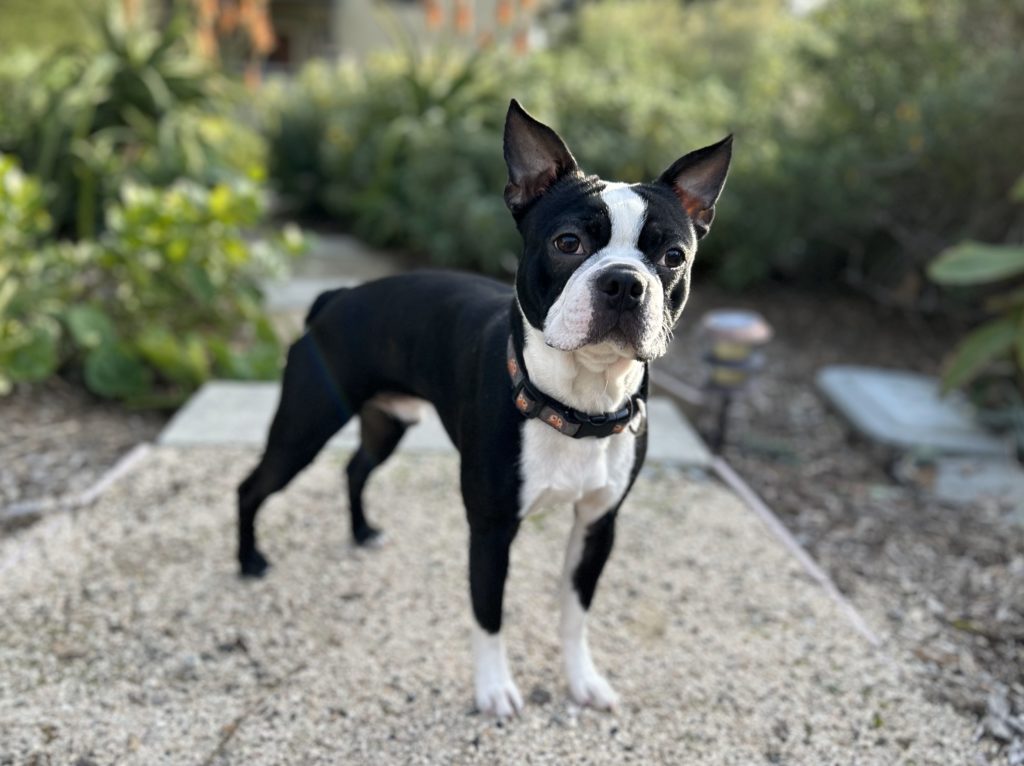 Booker – AAA Animals