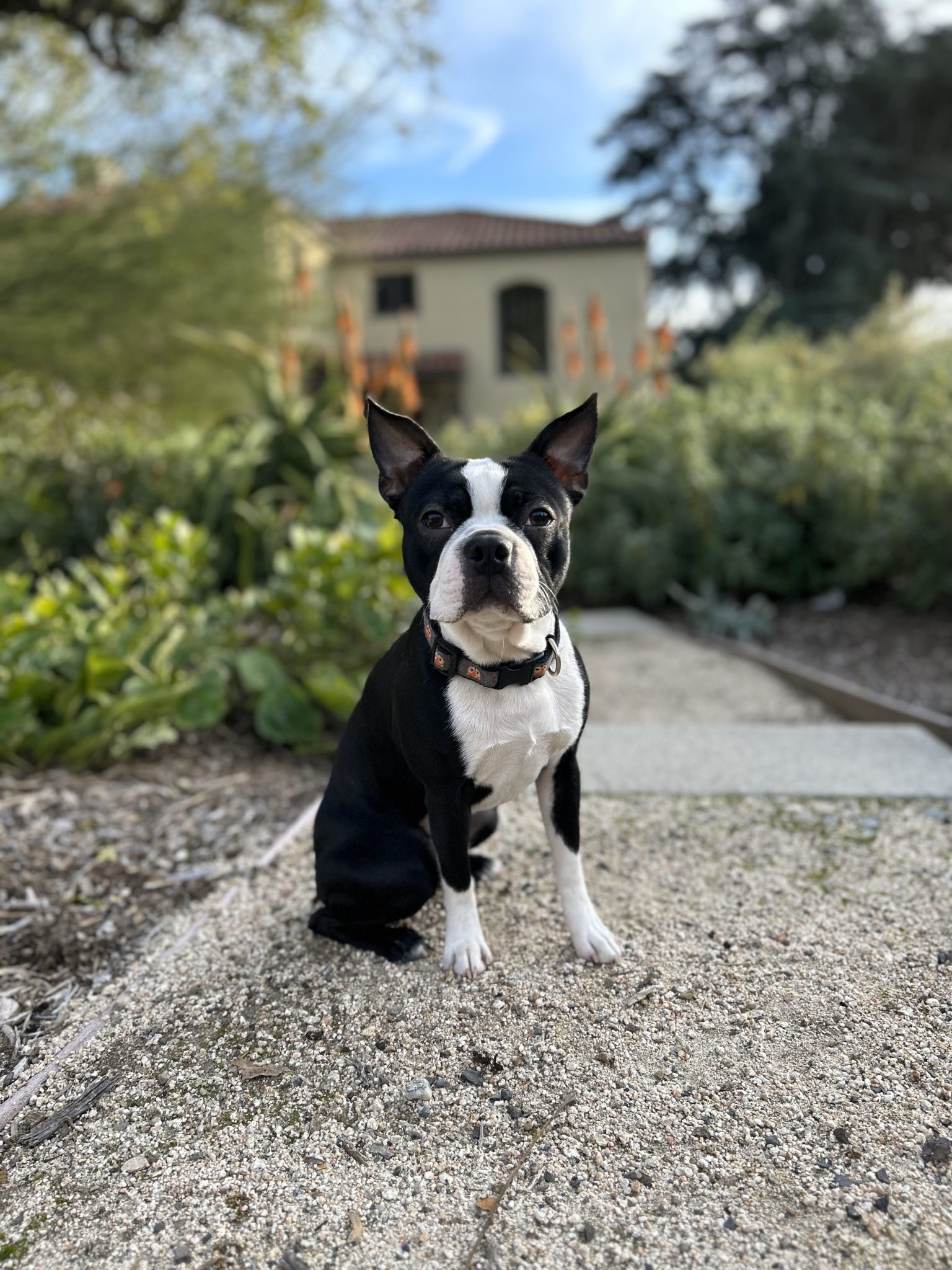 Booker – AAA Animals