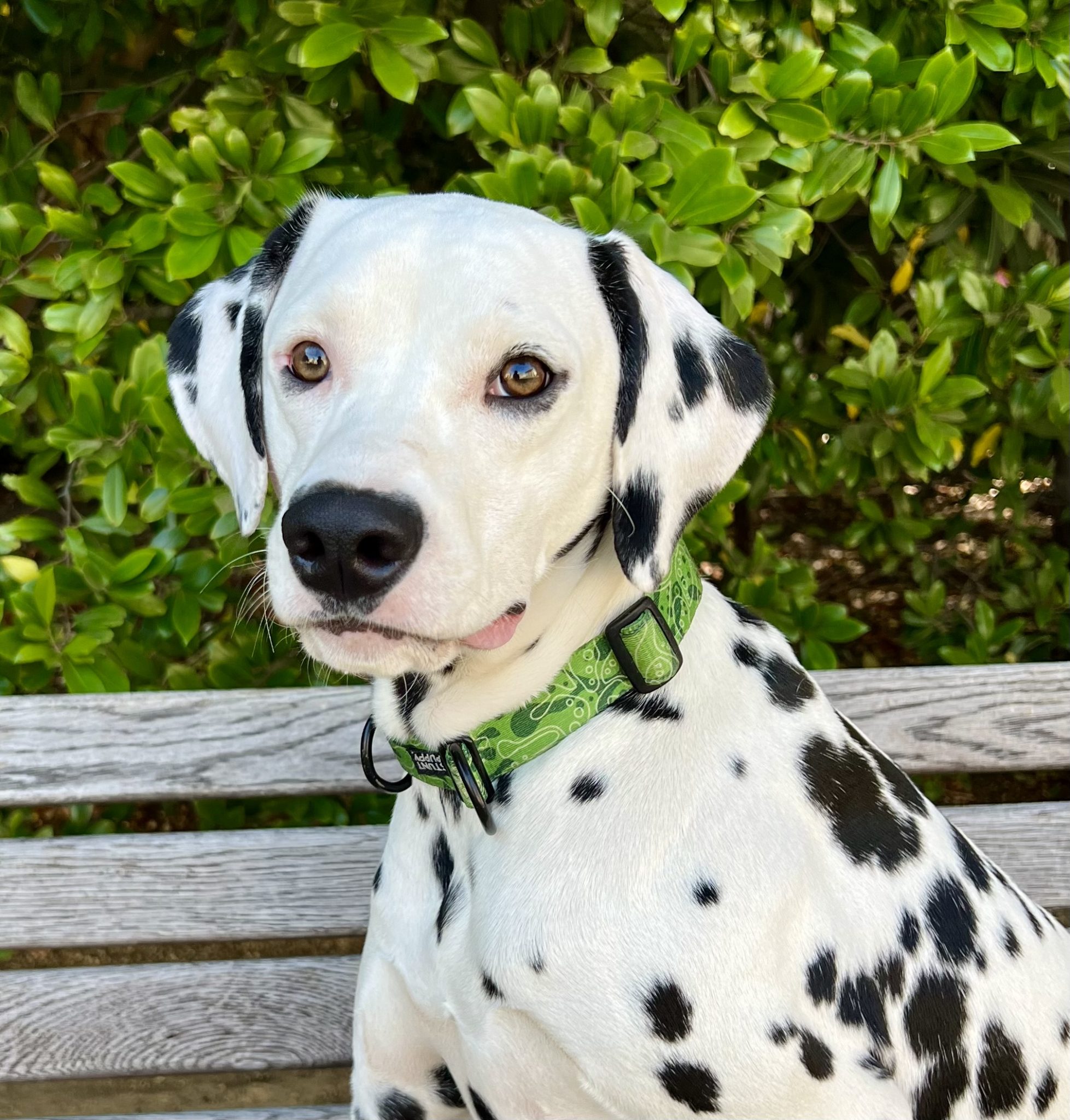 Jasper – AAA Animals