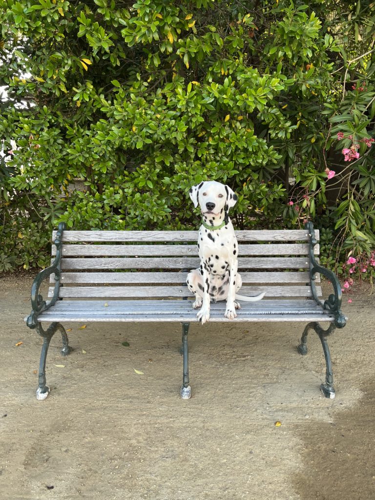 Jasper – AAA Animals