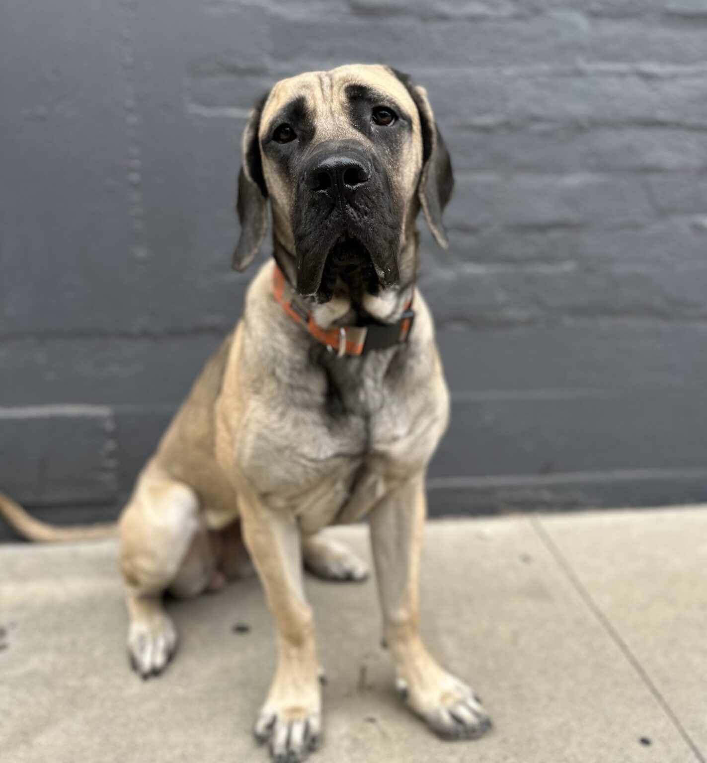 Dogs – AAA Animals