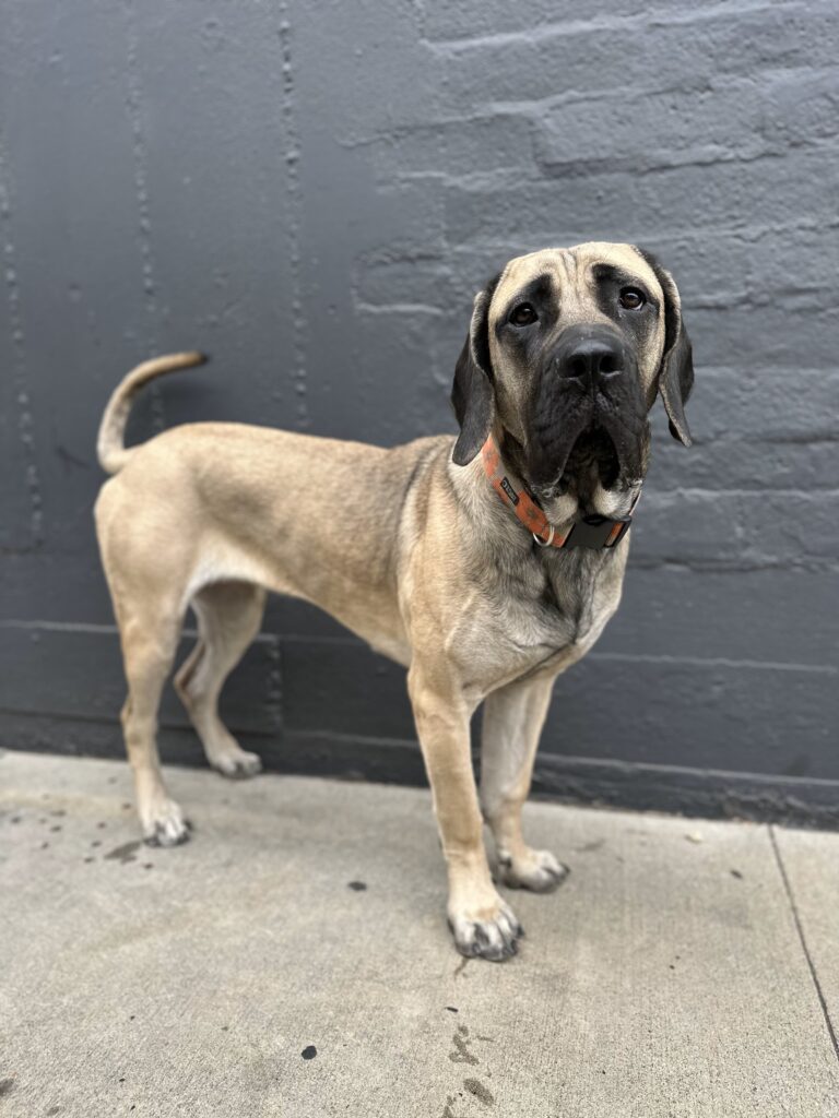 Beatrice – AAA Animals