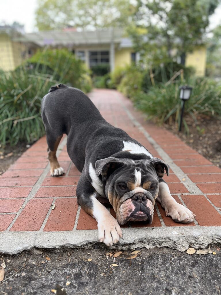 Beaux – AAA Animals