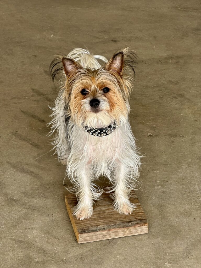 Puck – AAA Animals