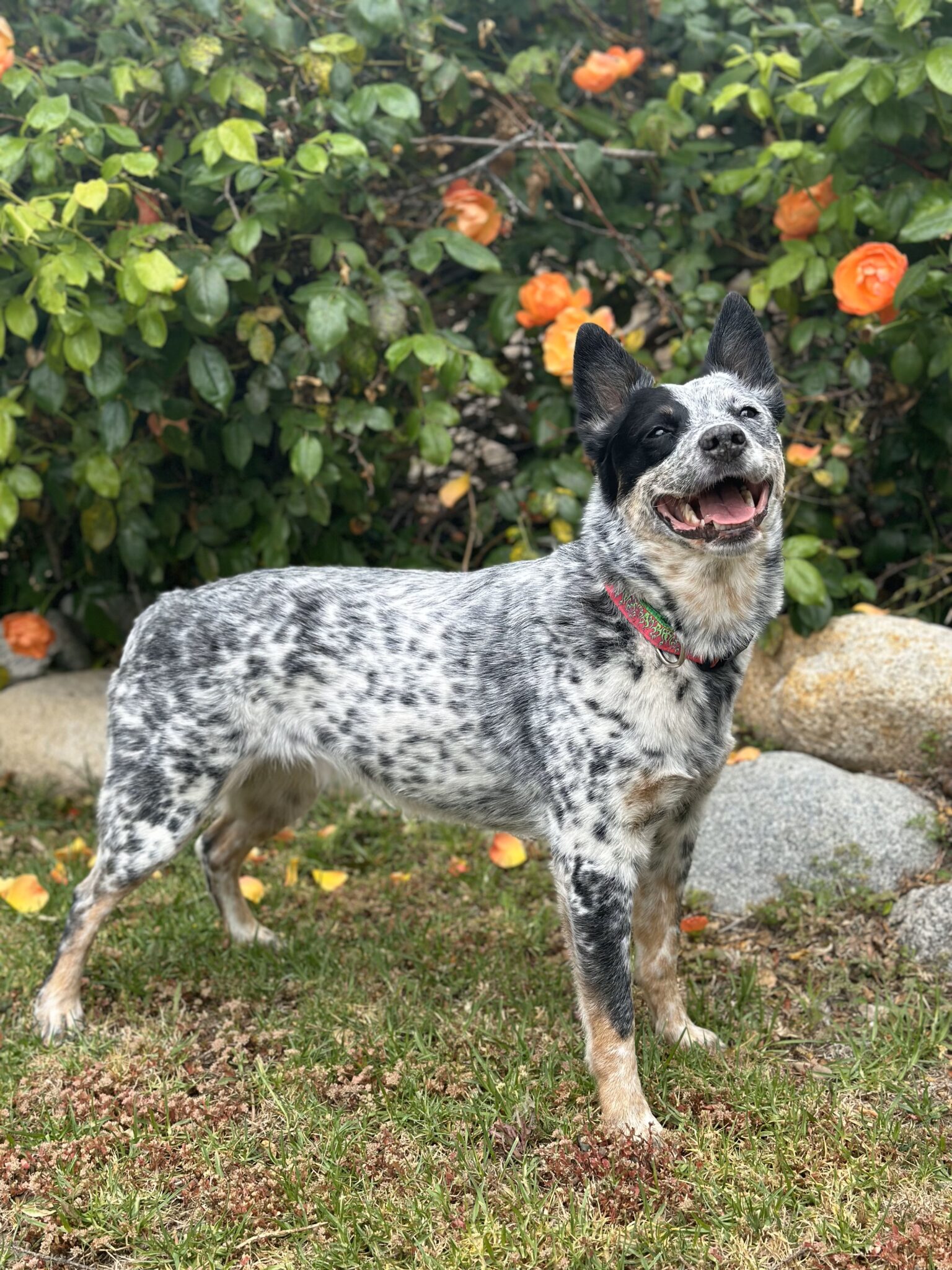 Kaja – AAA Animals