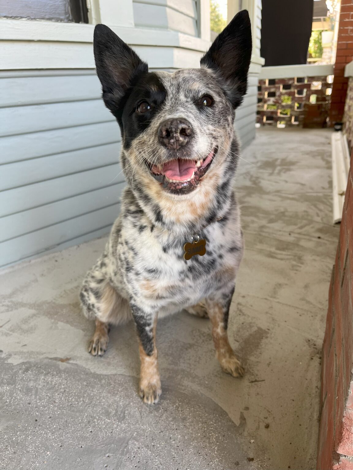 Kaja – AAA Animals