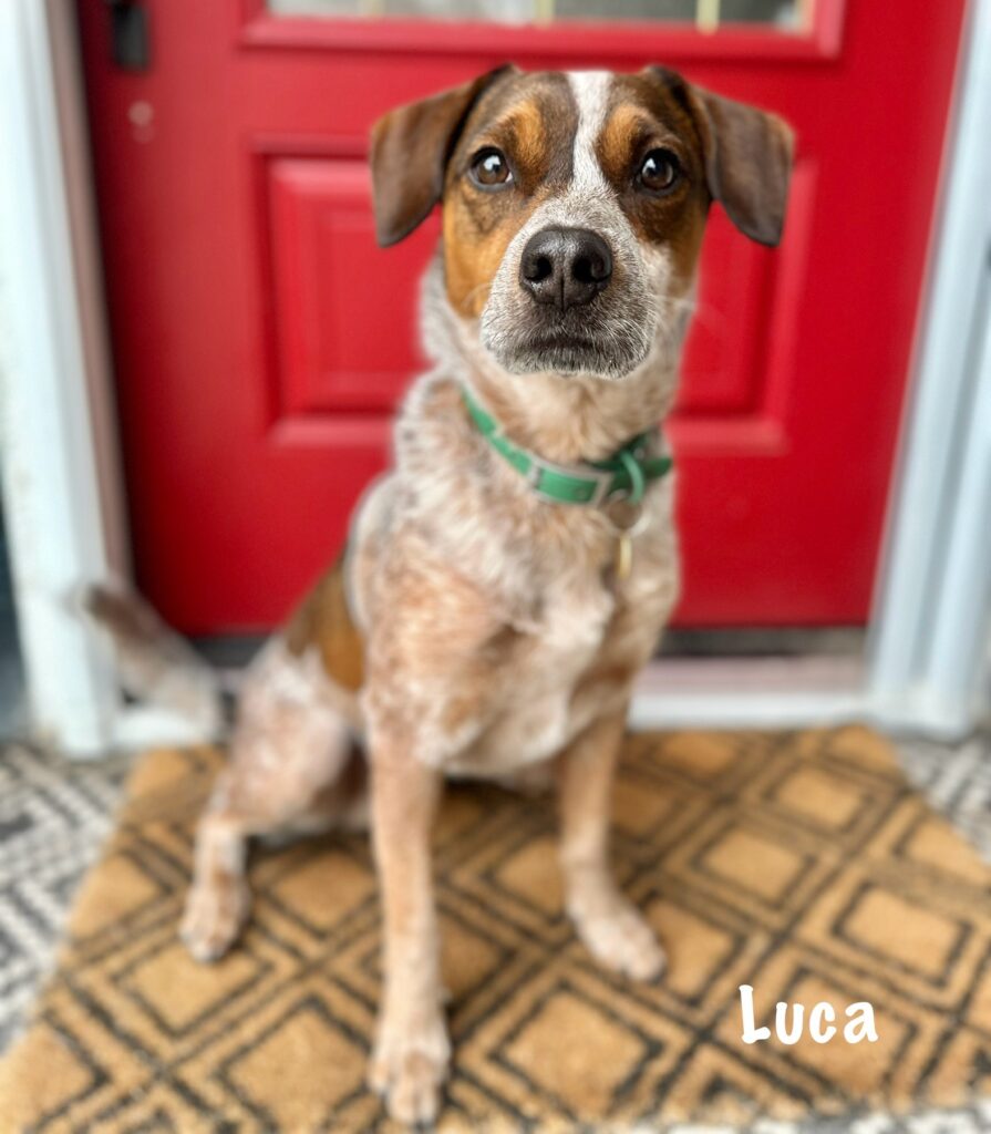 Luca – AAA Animals