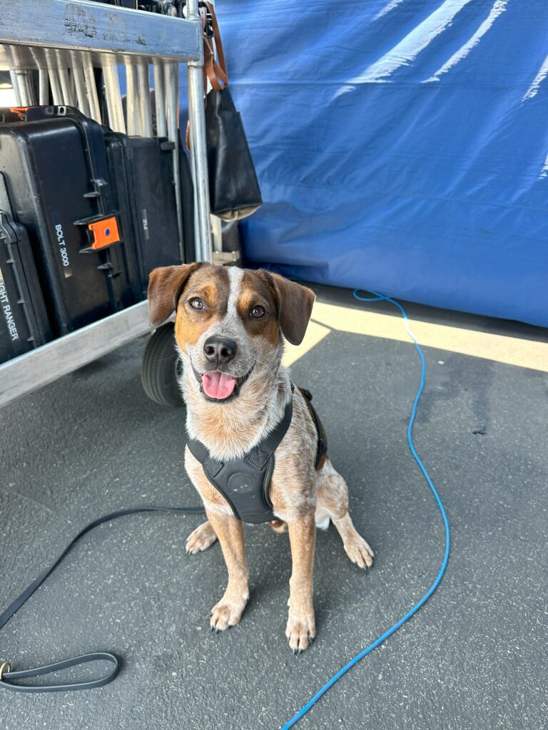 Luca – AAA Animals