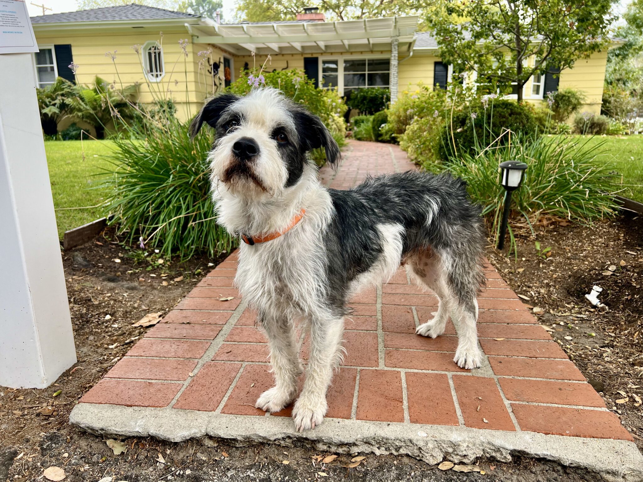 Monty – AAA Animals