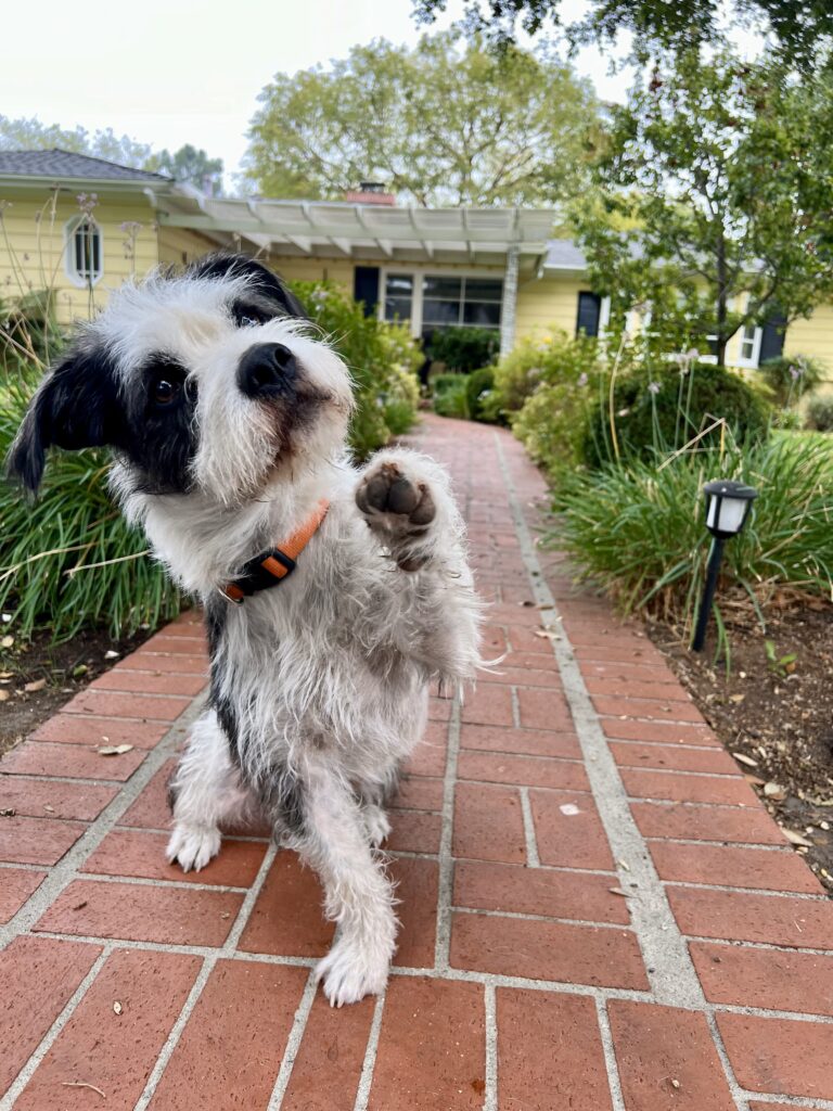 Monty – AAA Animals