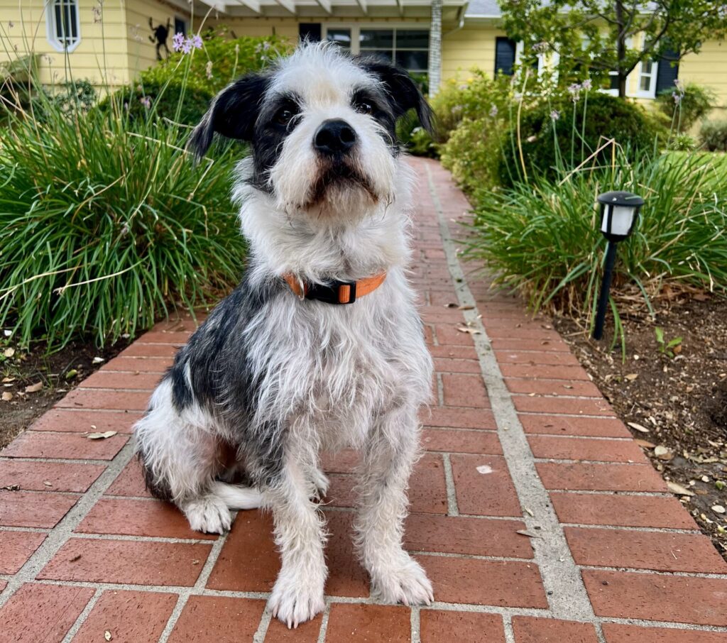 Monty – AAA Animals