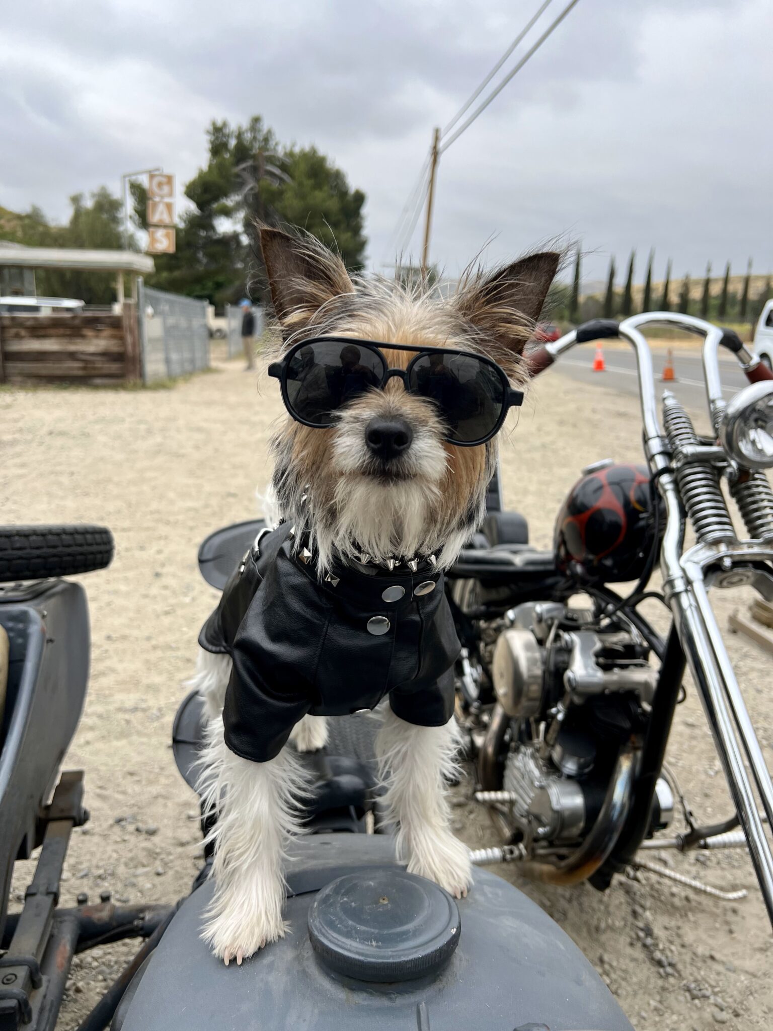 Puck – AAA Animals