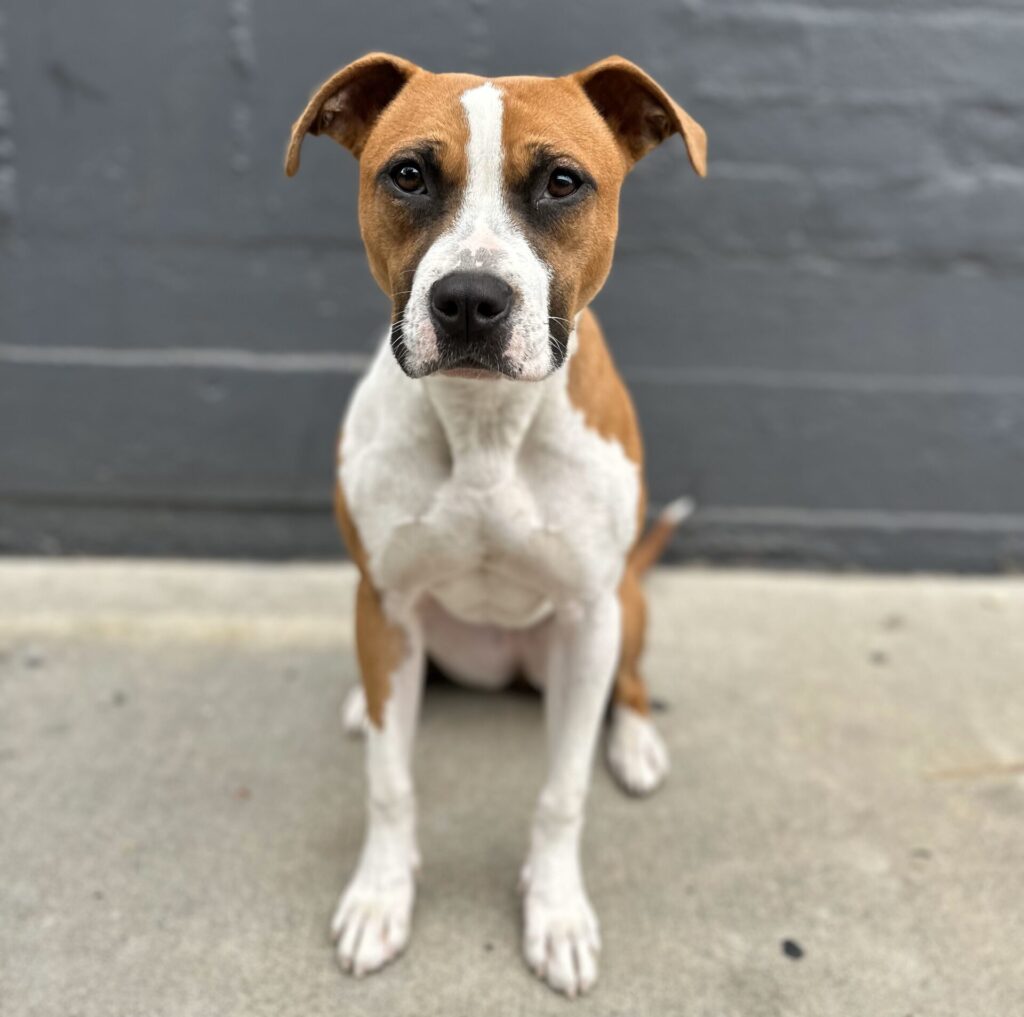 Sadie – AAA Animals