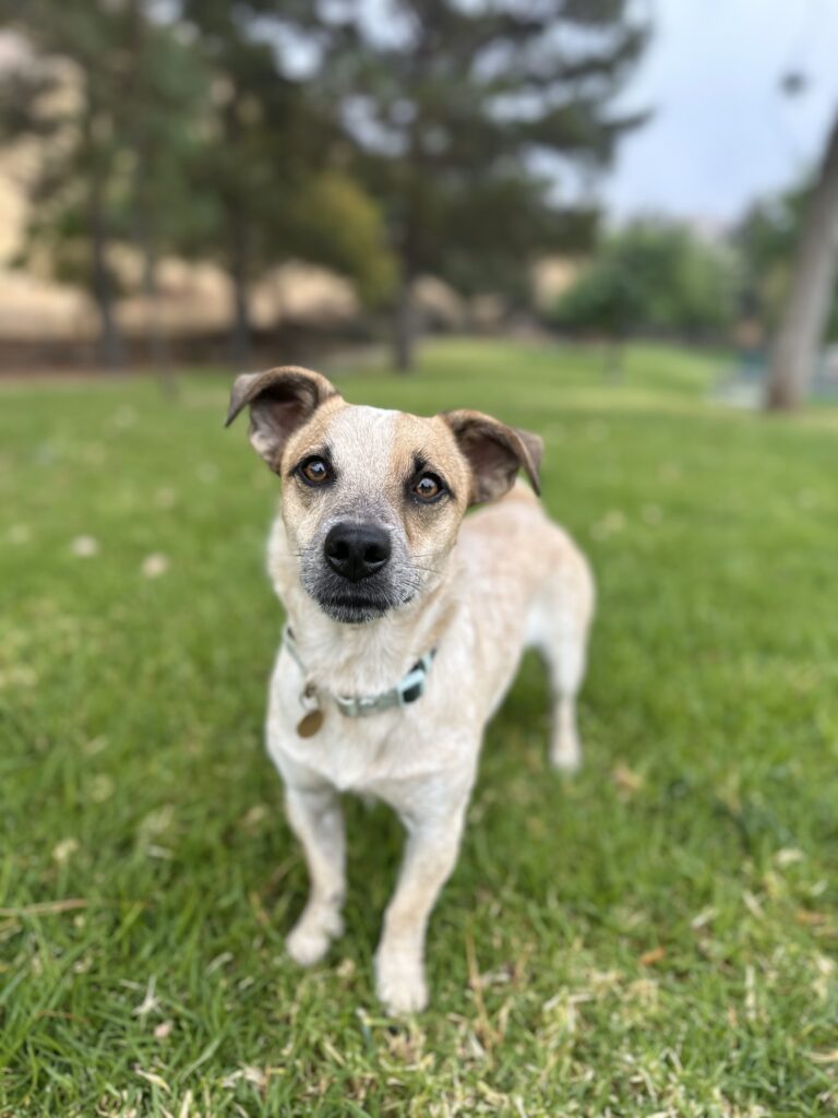 Theo – AAA Animals