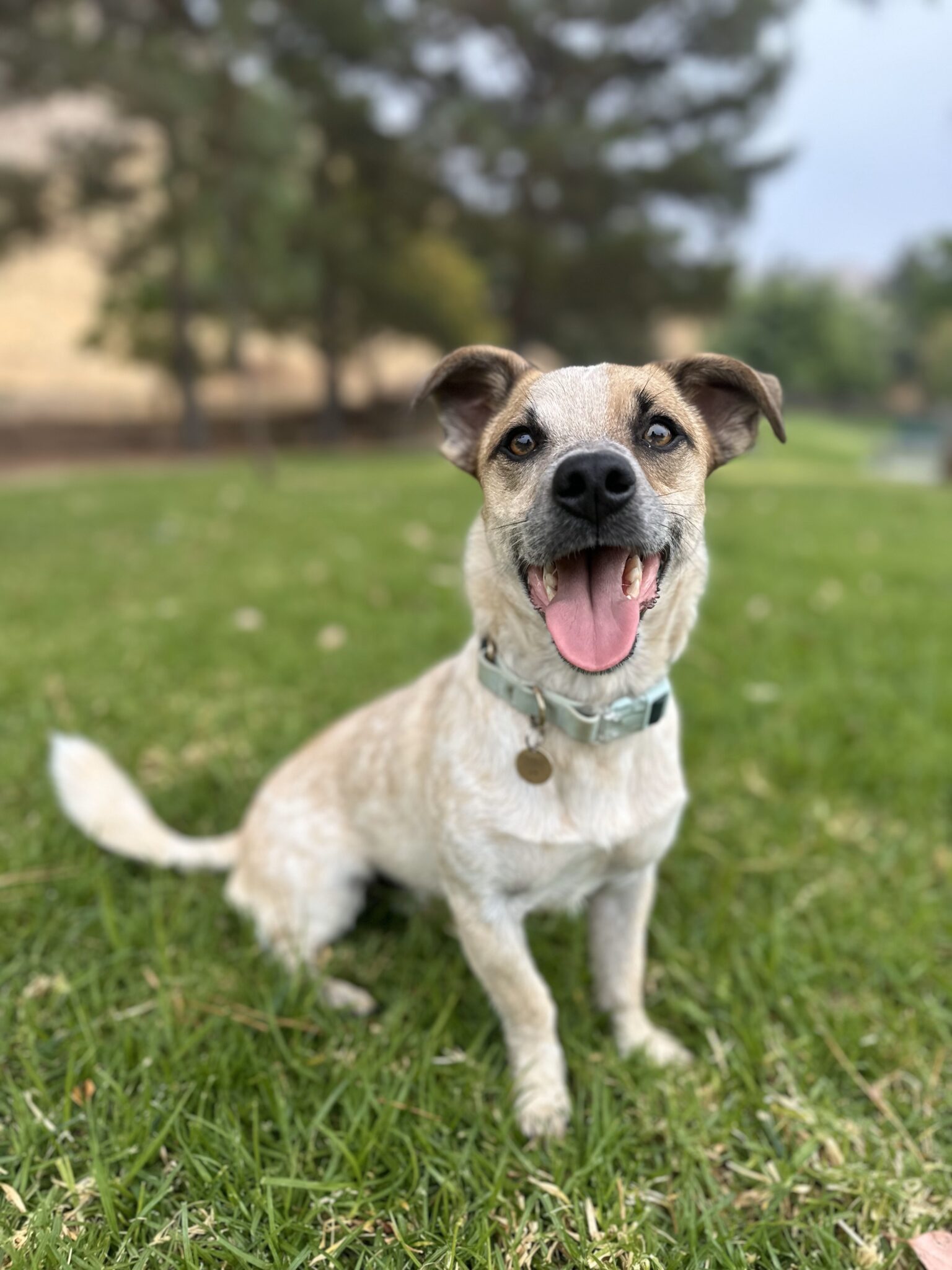 Theo – AAA Animals