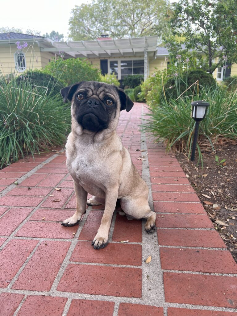 Walter – AAA Animals