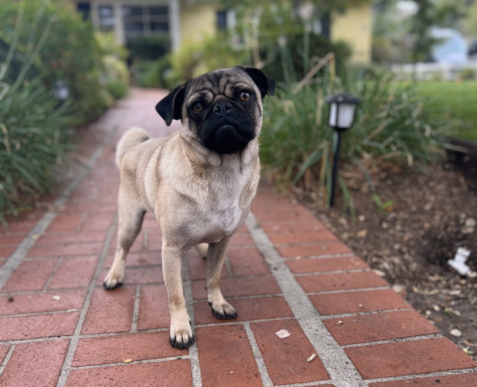 Walter – AAA Animals