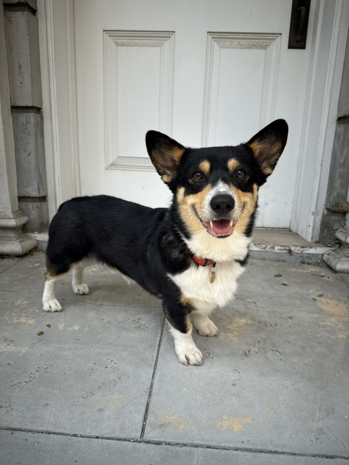 Odin – AAA-Animals
